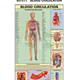 MS Chart – Blood Circulation Synthetic 65317 – Berovan Marketing Inc