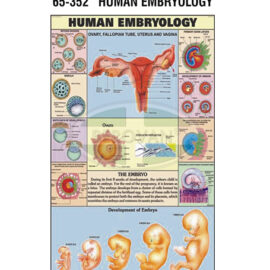 MS Chart – Human Embryology 65352 – Berovan Marketing Inc