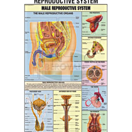 MS Chart – Reproductive System Male Synthetic 65345 – Berovan Marketing Inc